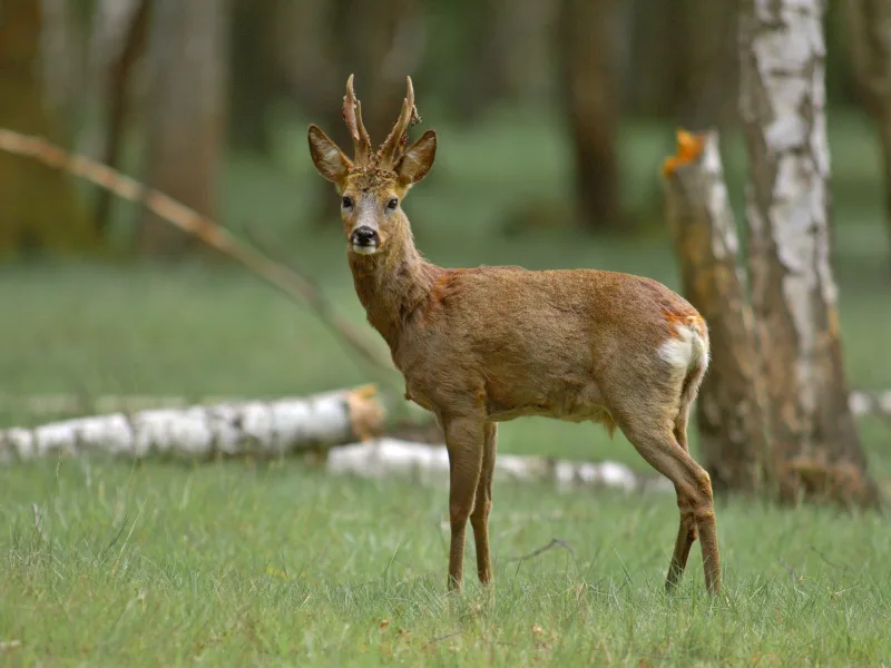 Chevreuil - reco.gibier